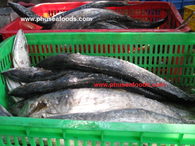 Spanish Mackerel (Scomberomorus commerson)