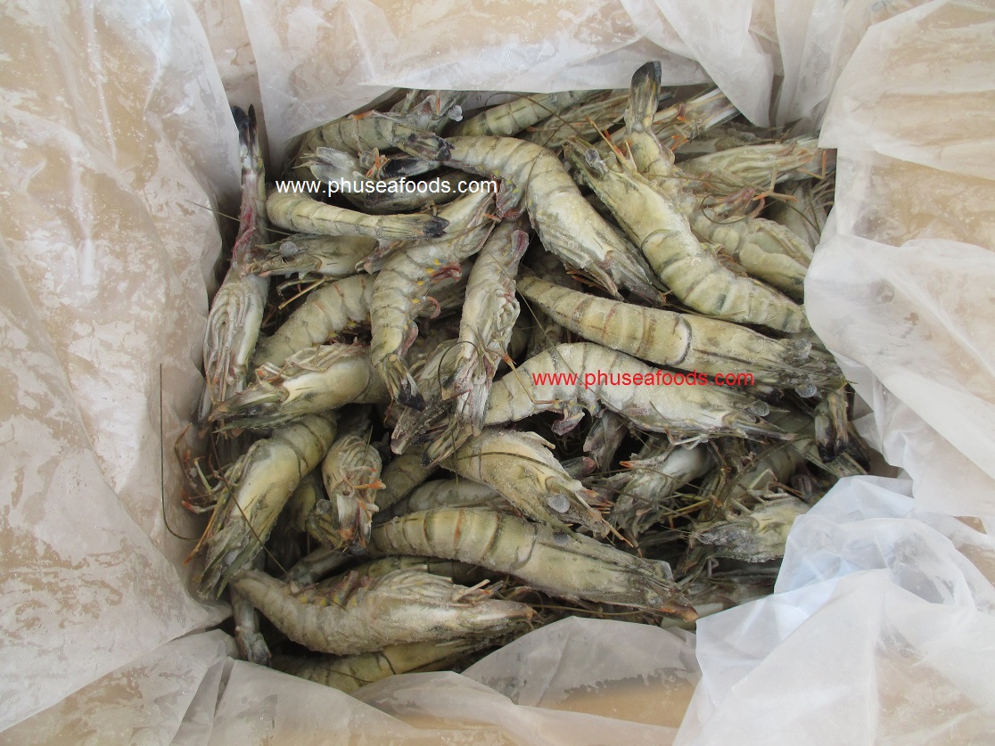 Black tiger shrimp (Penaeus monodon)